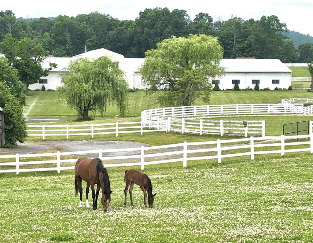 Scottfield Stables – The Best of Both Breeds