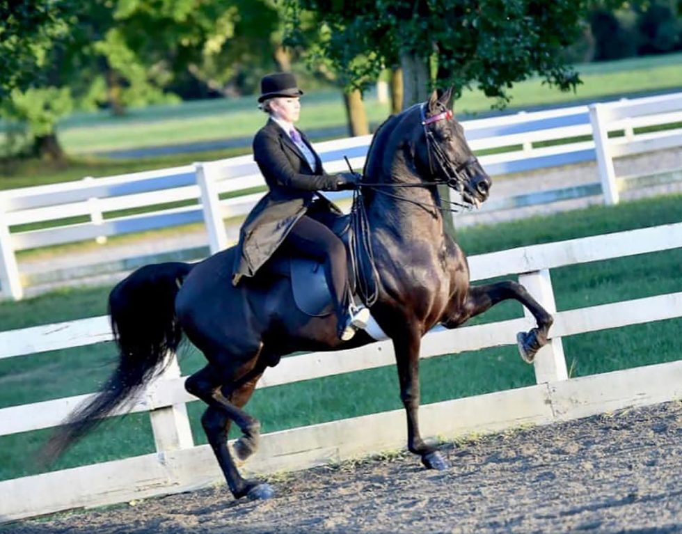 Scottfield Stud | Scottfield Stables