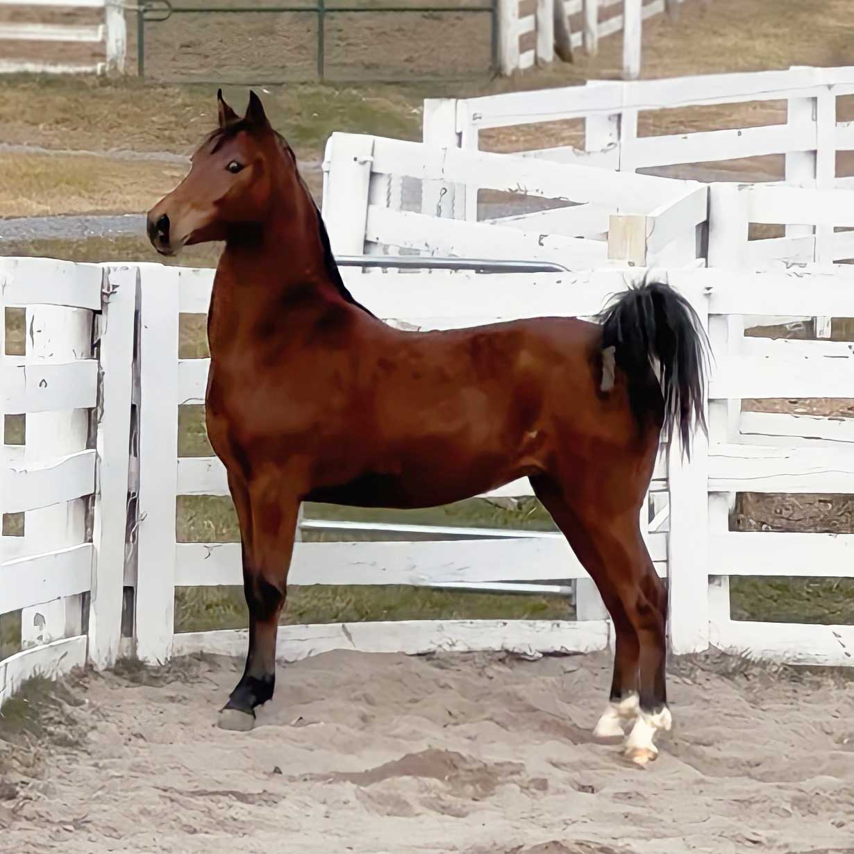 HPW Memphis Queen | Scottfield Stables